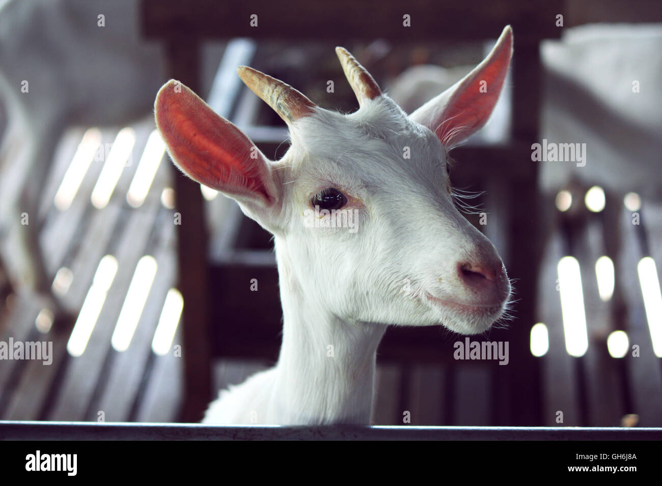 White lamb hi-res stock photography and images - Alamy