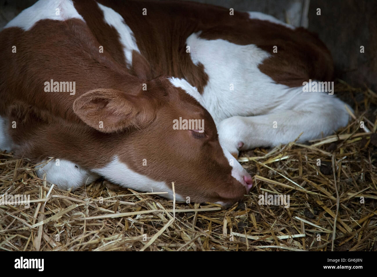Cow barn sleep hi-res stock photography and images - Alamy