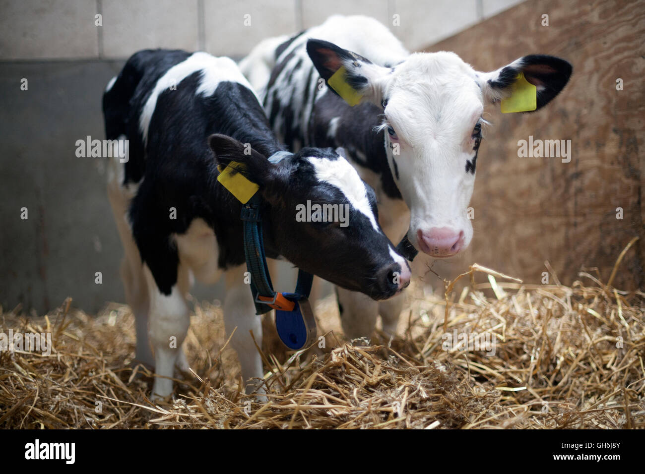 Beef cattle stand together hi-res stock photography and images - Alamy