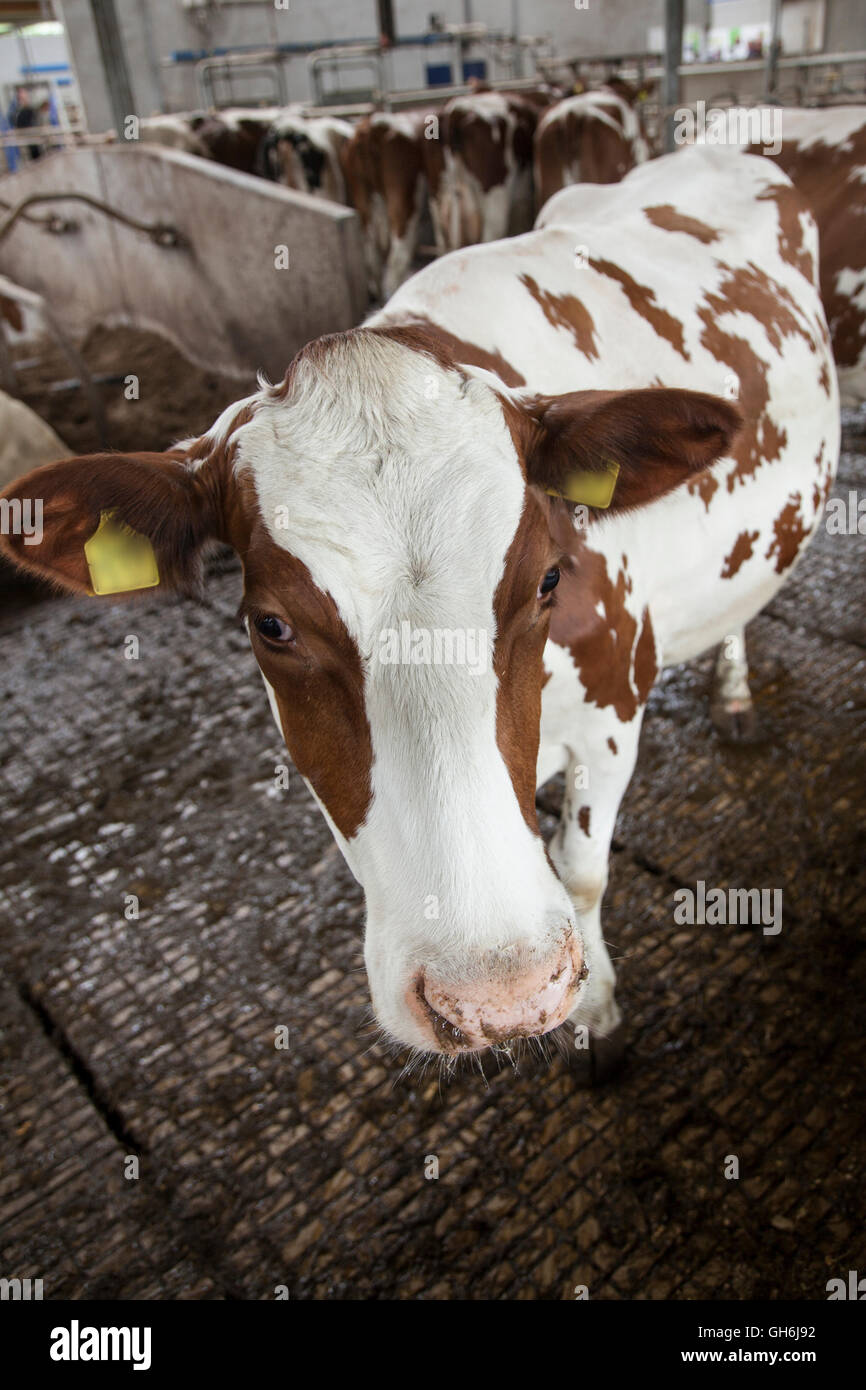 Cows And Red Barn High Resolution Stock Photography and Images - Alamy