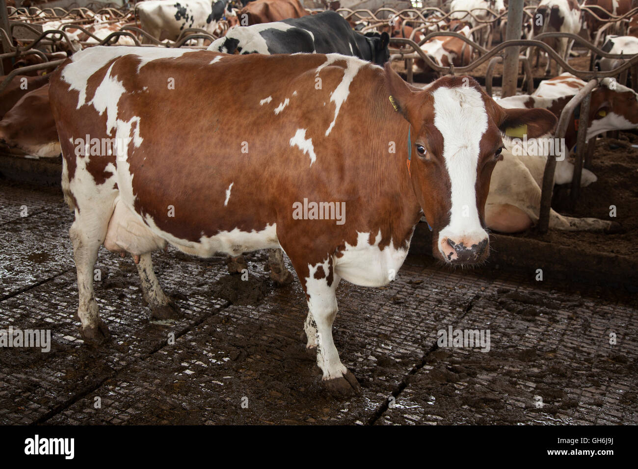 red and white cow stands in farm barn with a lot of other cows in the ...