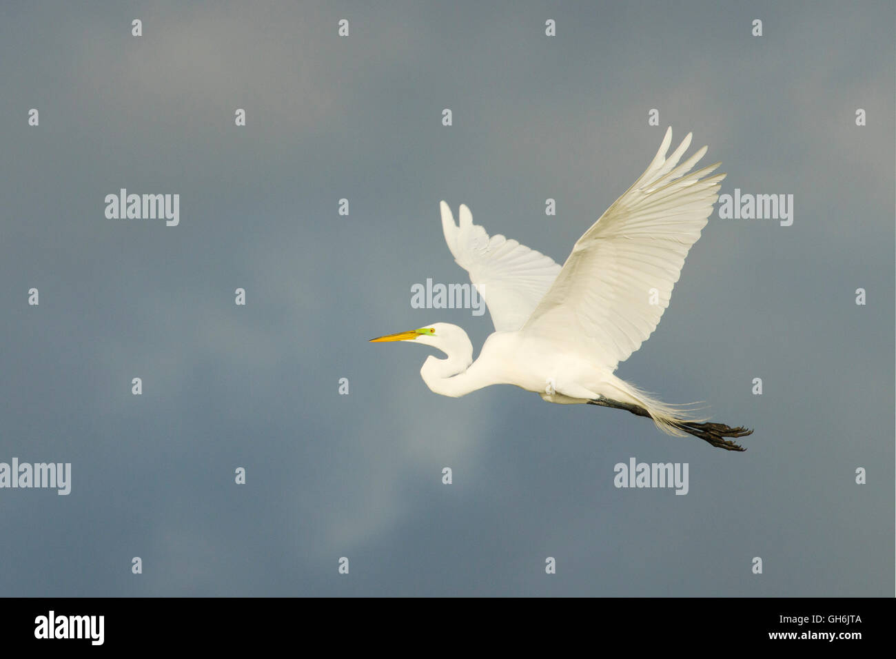 Great white egret in flight Stock Photo - Alamy