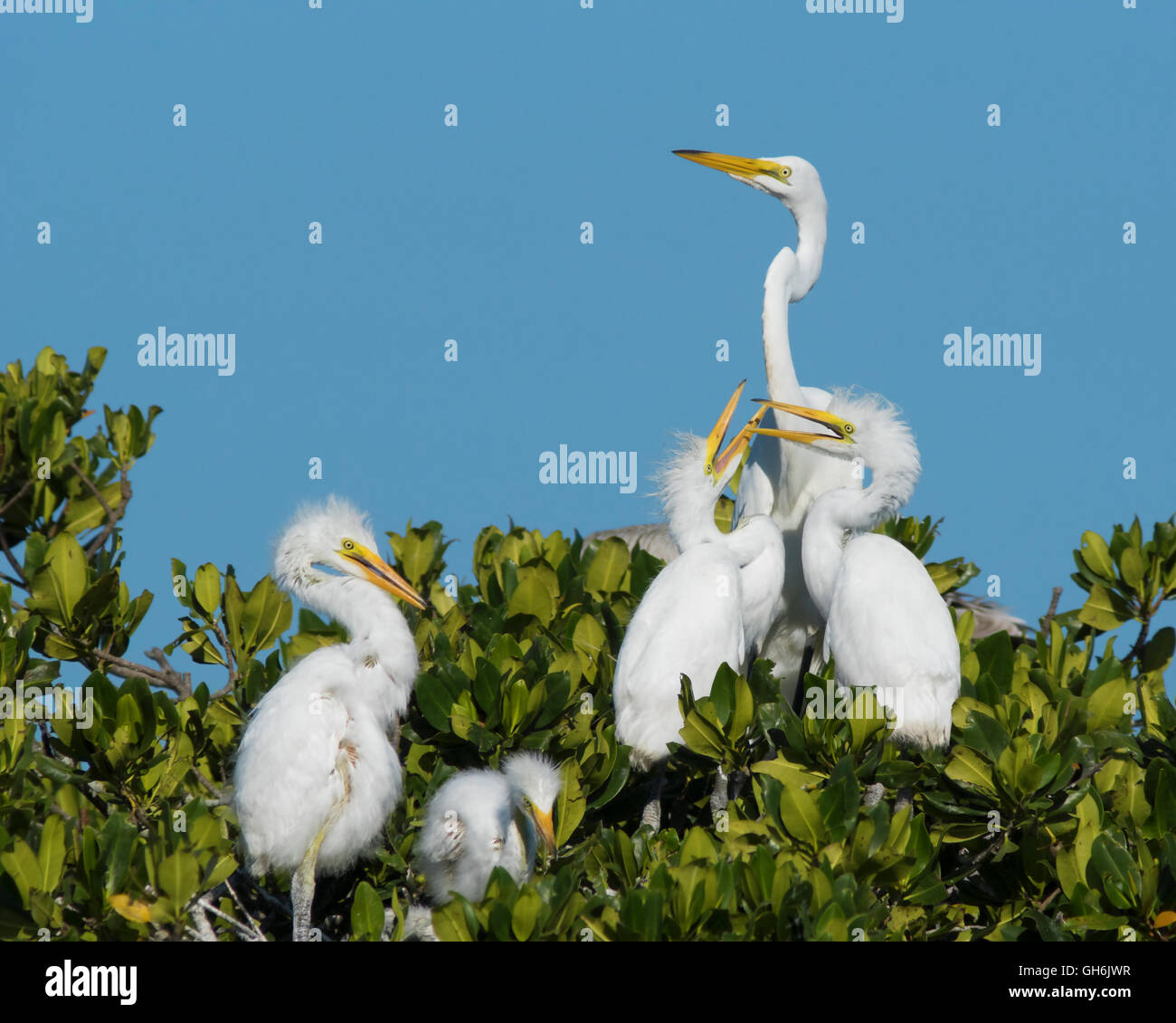 Egret nesting behavior hi-res stock photography and images - Alamy