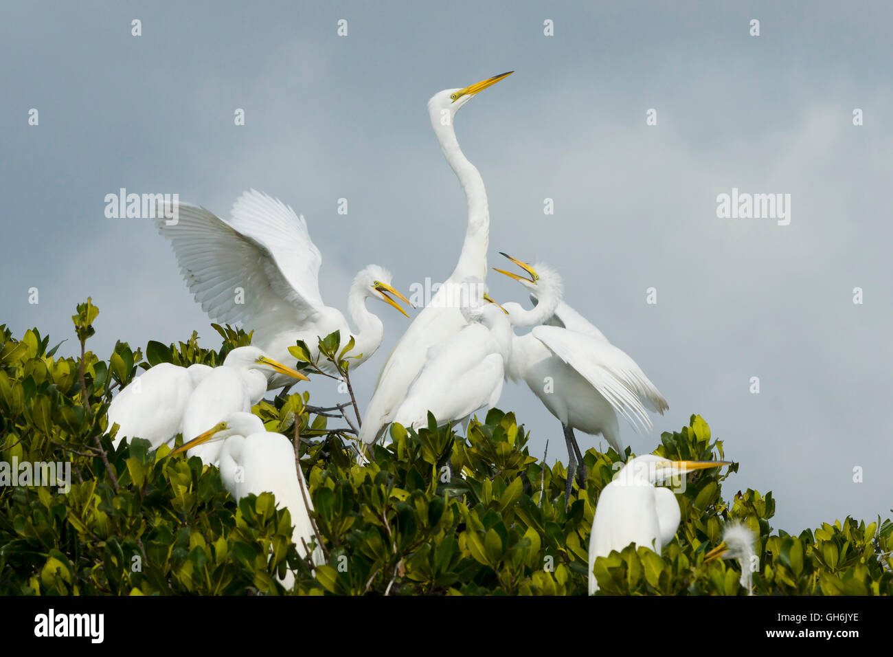Great white egret rookery Stock Photo - Alamy