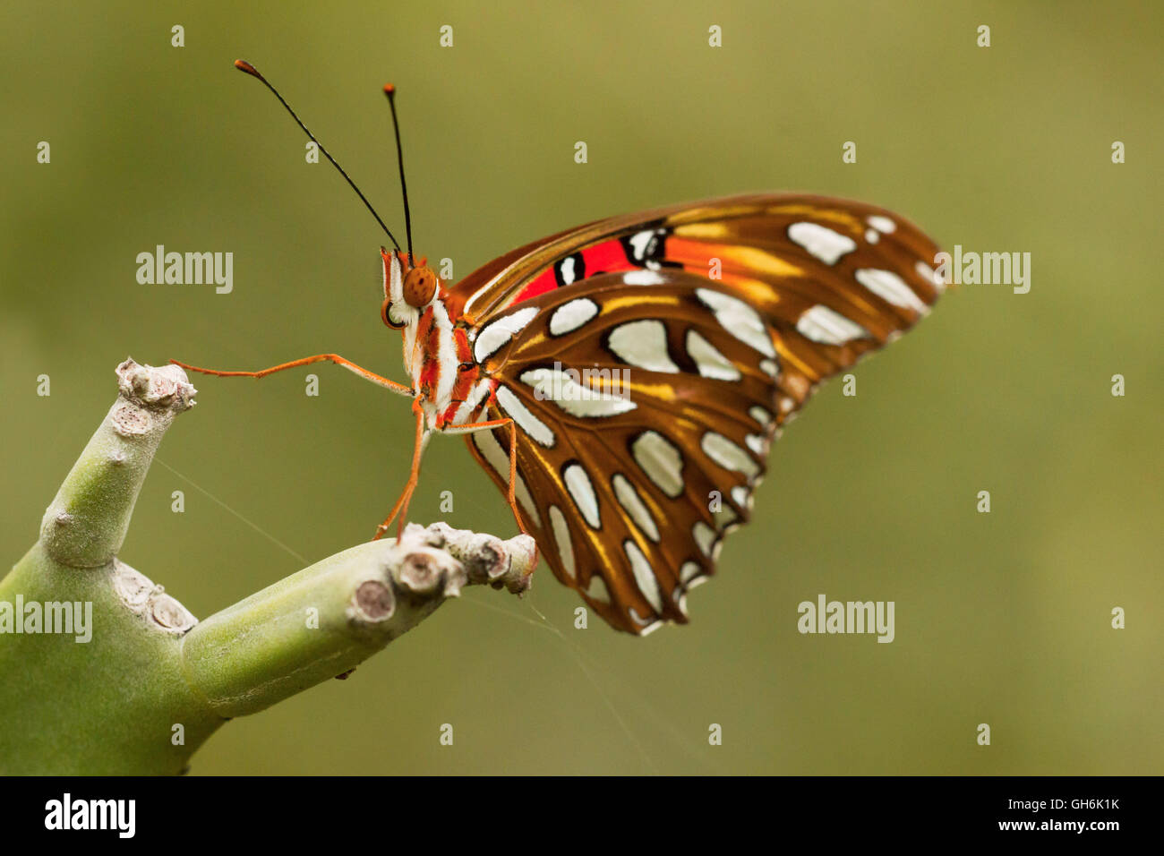 Gulf Fritillary Butterfly Stock Photo - Alamy
