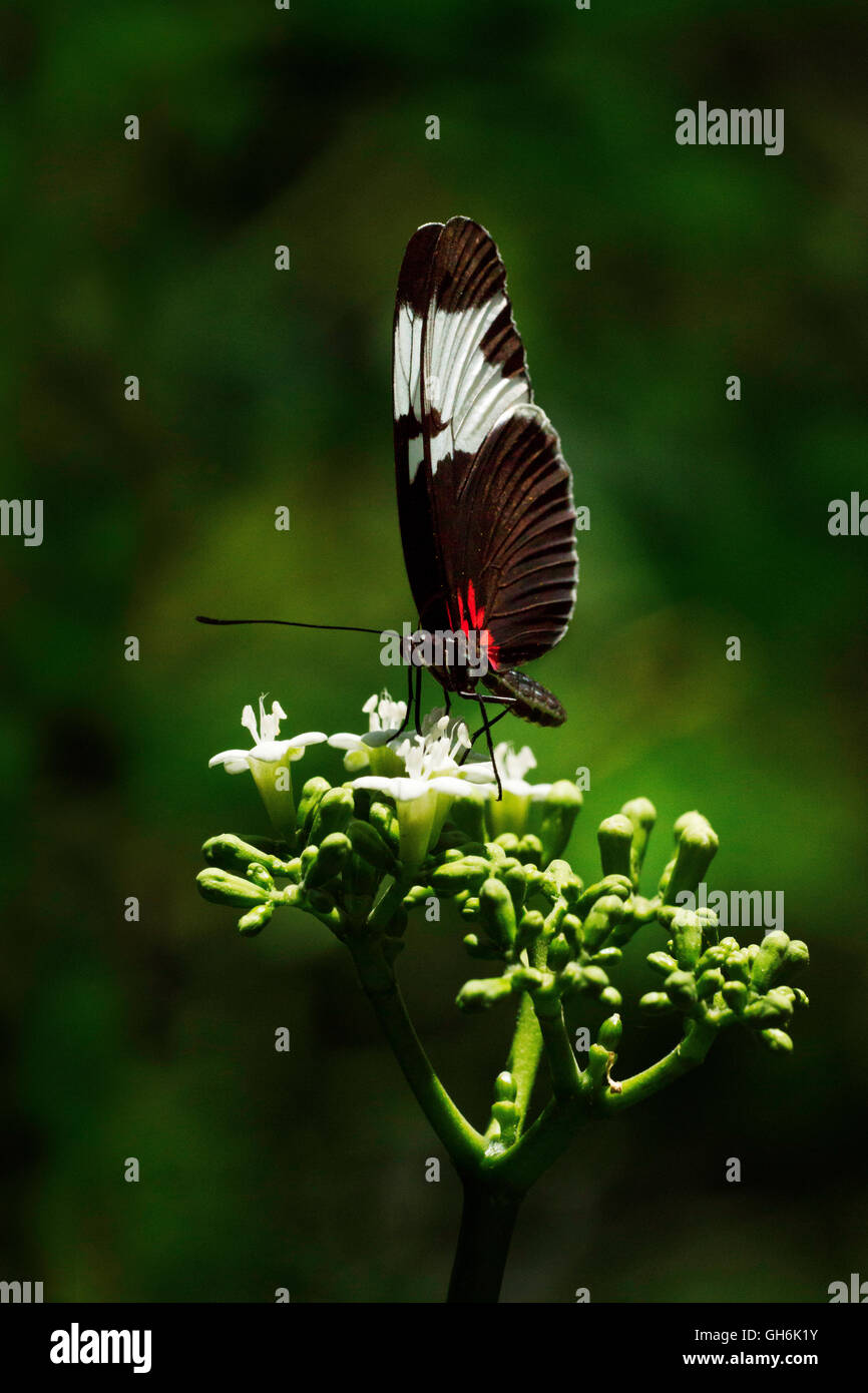 Long winged butterflies hi-res stock photography and images - Alamy