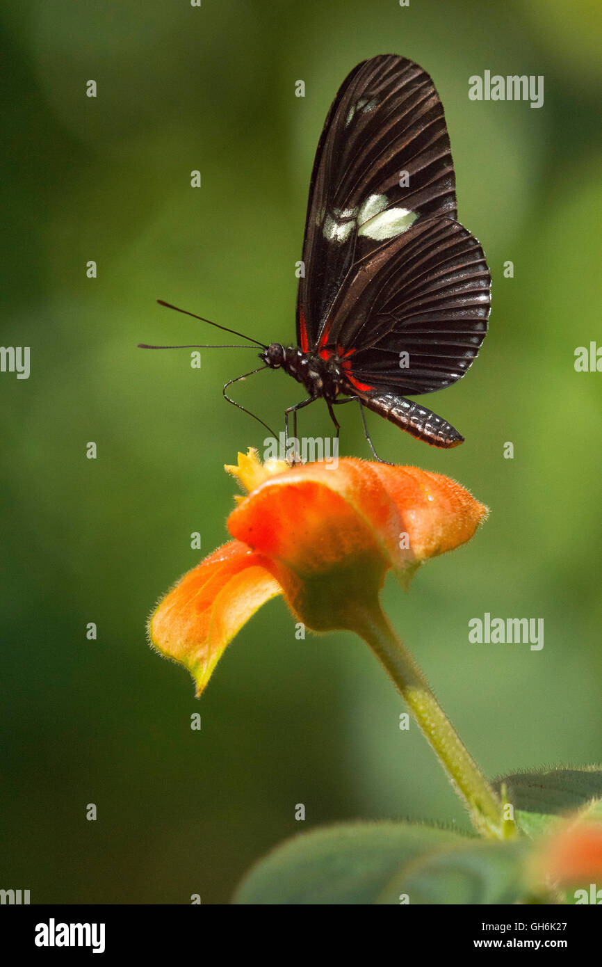 Long winged butterflies hi-res stock photography and images - Alamy