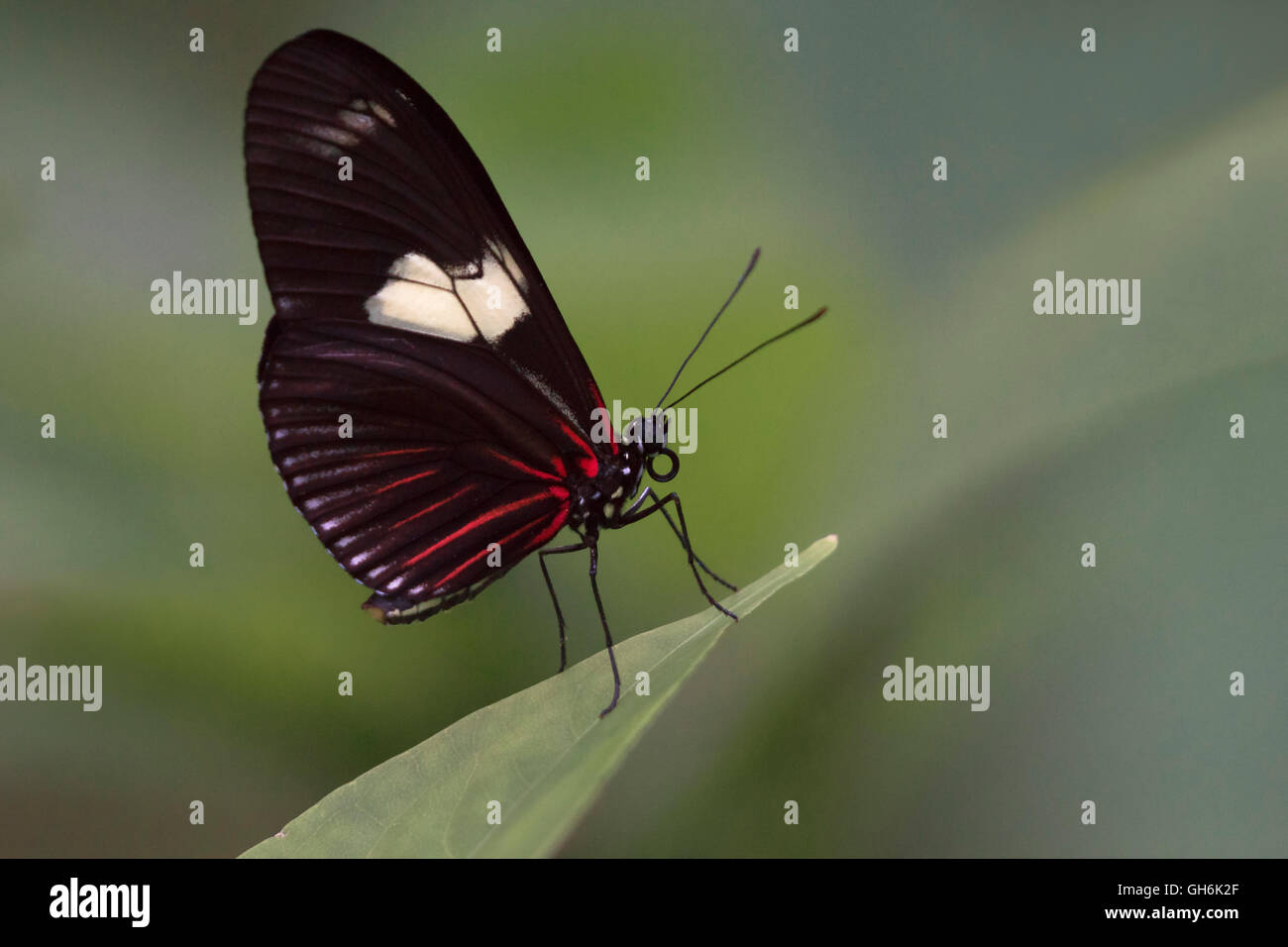 Doris longwing butterfly Stock Photo - Alamy