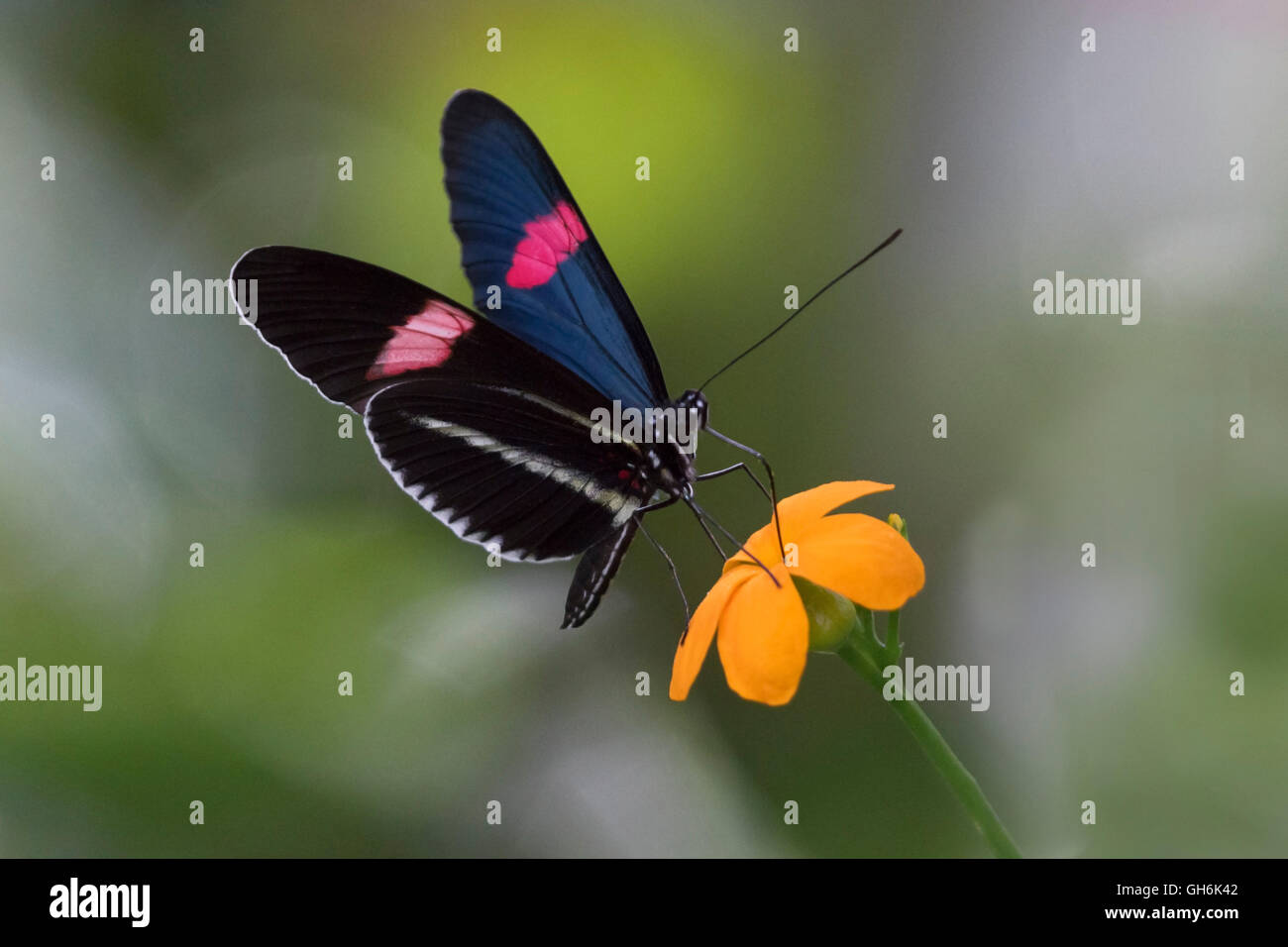 Long winged butterflies hi-res stock photography and images - Alamy