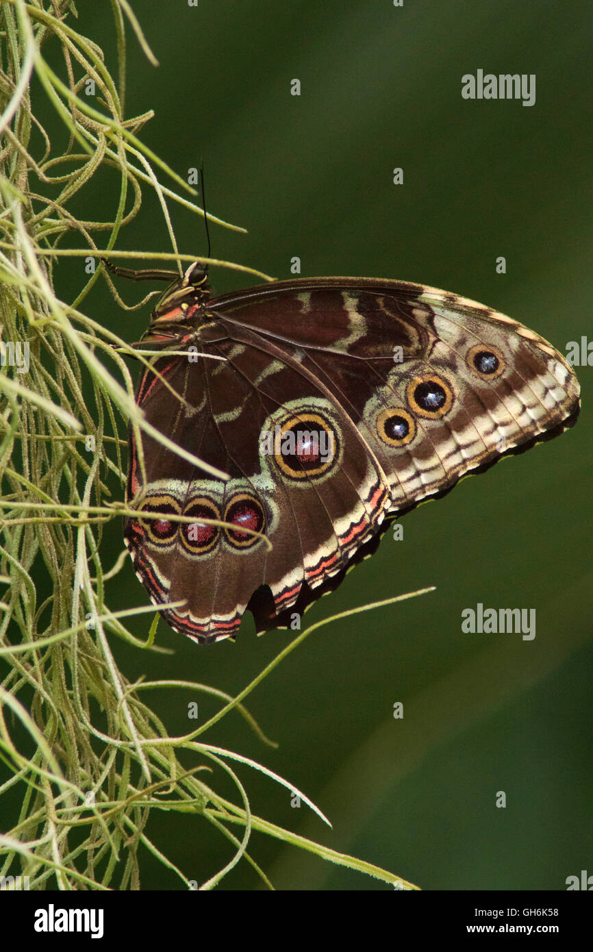 Common morpho butterfly Stock Photo - Alamy