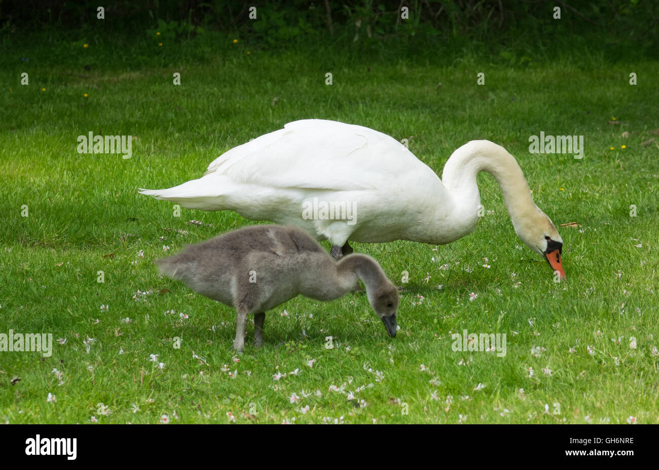Baby 'Swoose' hybrid and mother swan feeding Stock Photo - Alamy