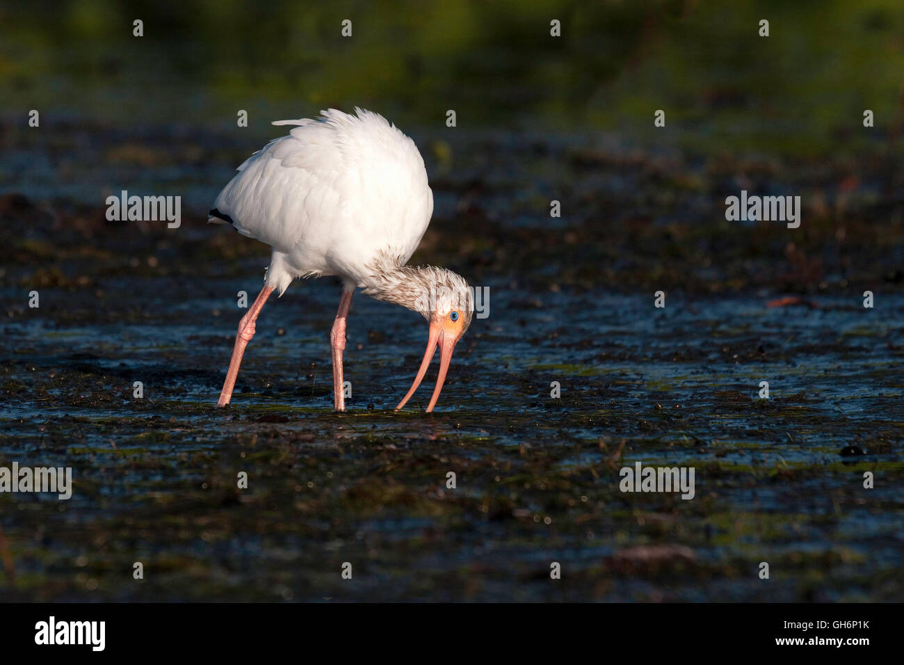 White ibis hunting for food in the seagrasses Stock Photo - Alamy