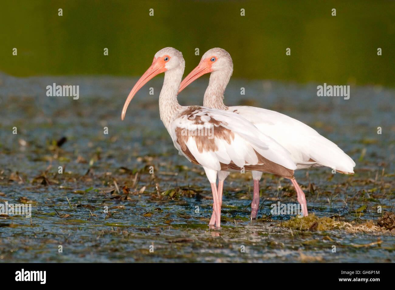 Two juvenile white ibises Stock Photo - Alamy