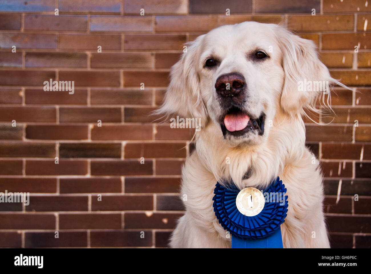 golden retriever dog with medal for best in show Stock Photo - Alamy