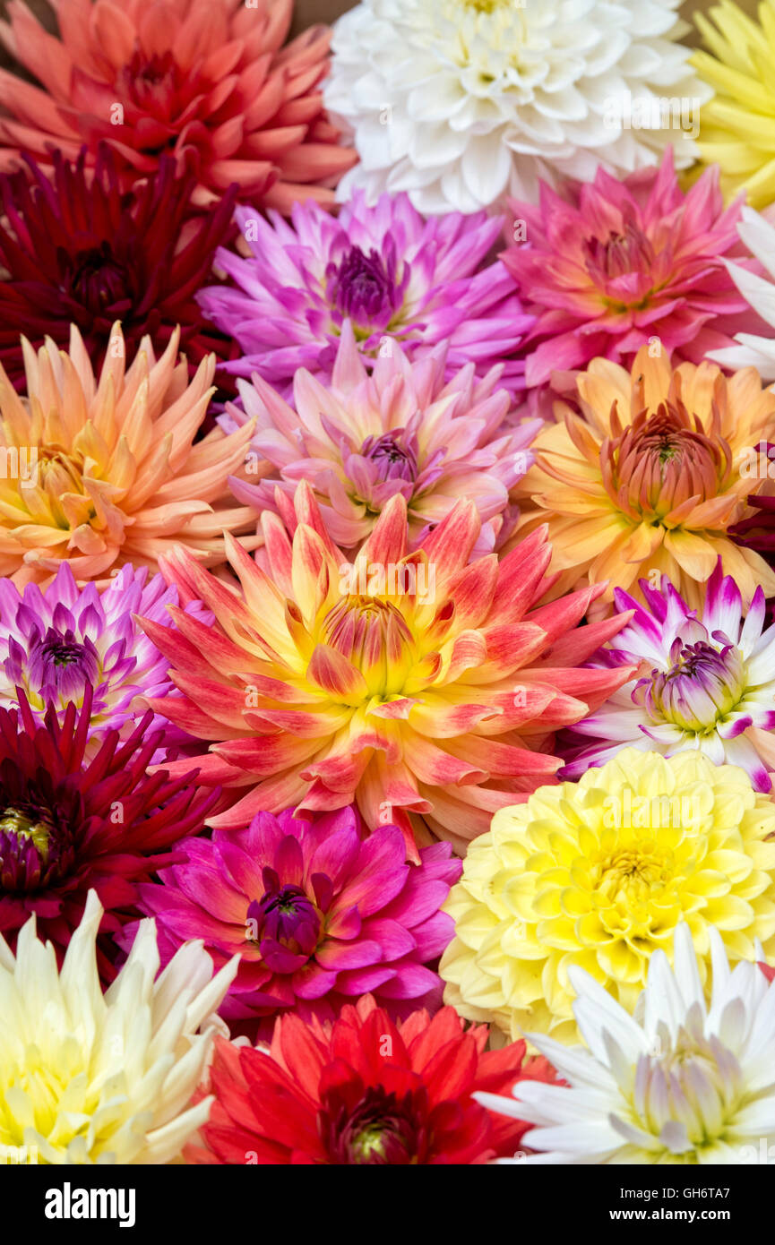 Dahlia blooms hi-res stock photography and images - Alamy