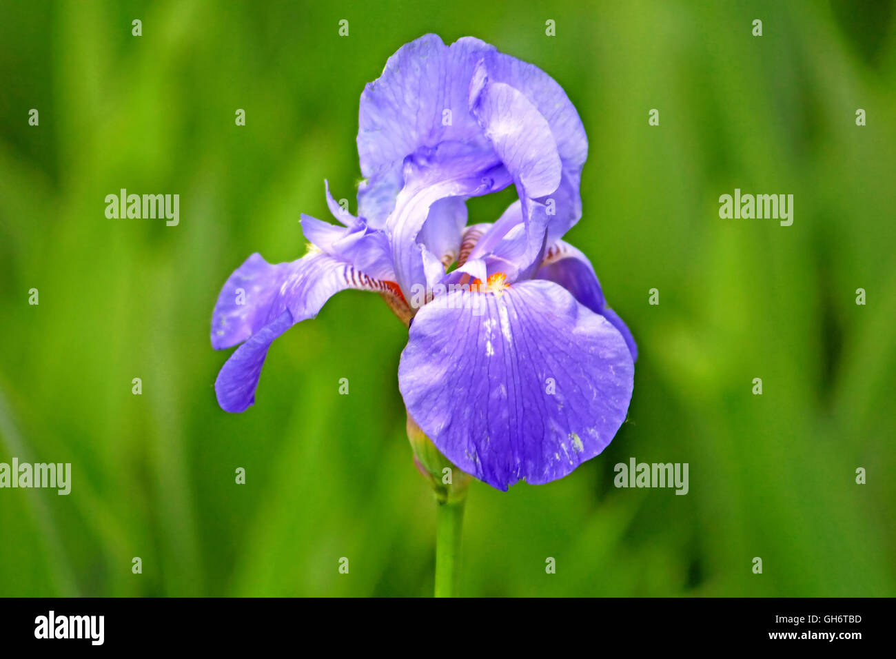 Blue iris flower is growing in garden Stock Photo - Alamy