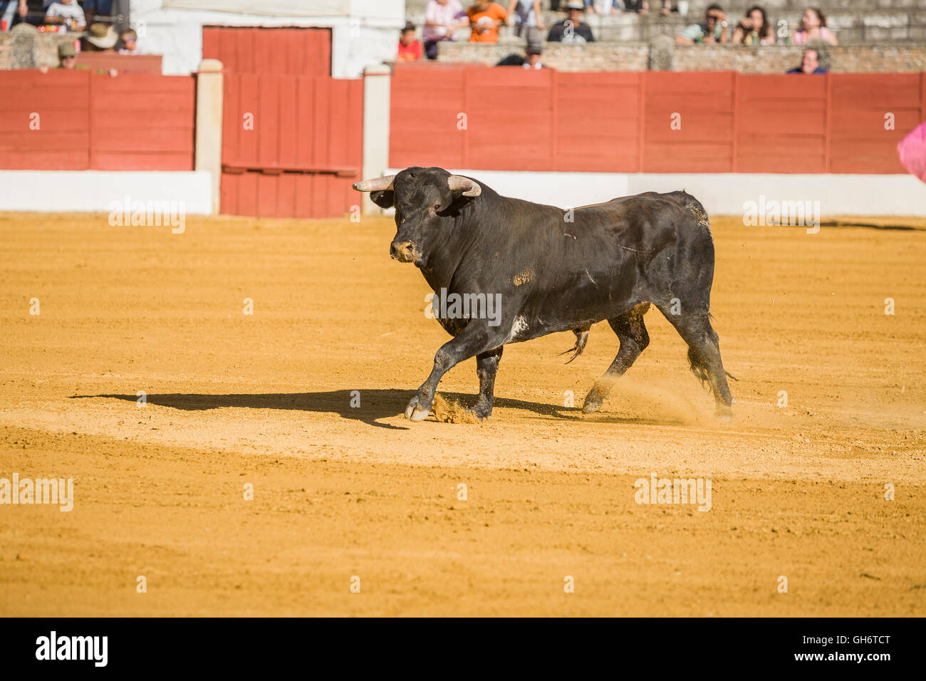Capture of the figure of a brave bull in a bullfight, Spain Stock Photo ...
