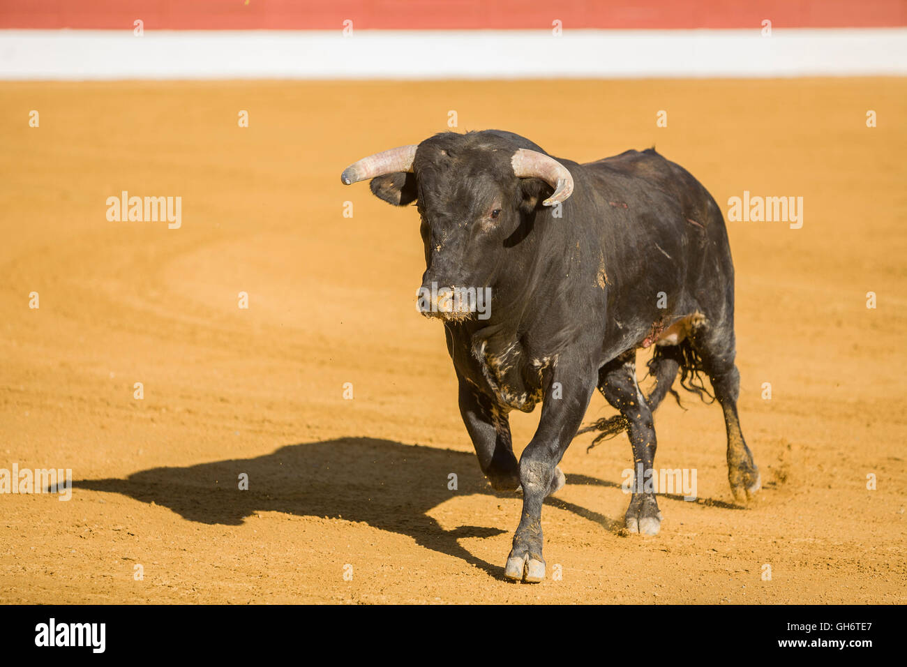 Capture of the figure of a brave bull in a bullfight, Spain Stock Photo ...