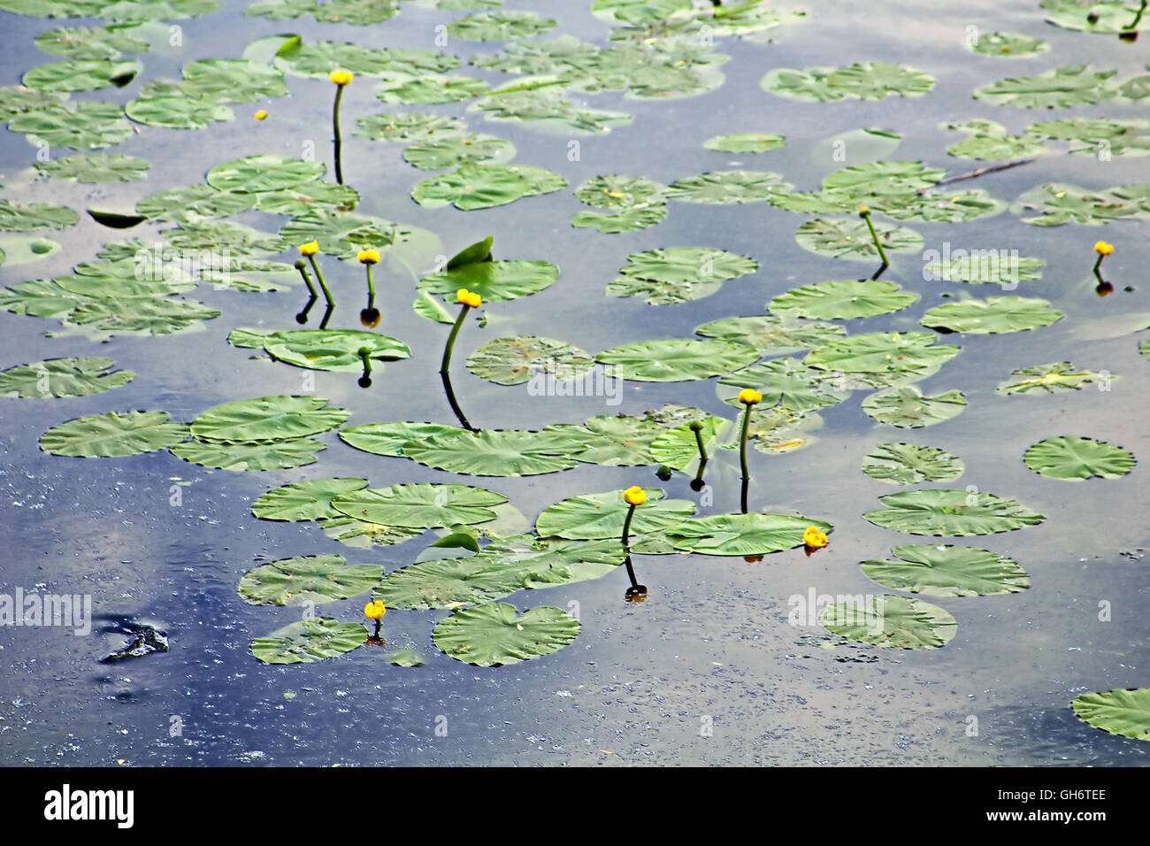 Water lilies on the river Stock Photo - Alamy