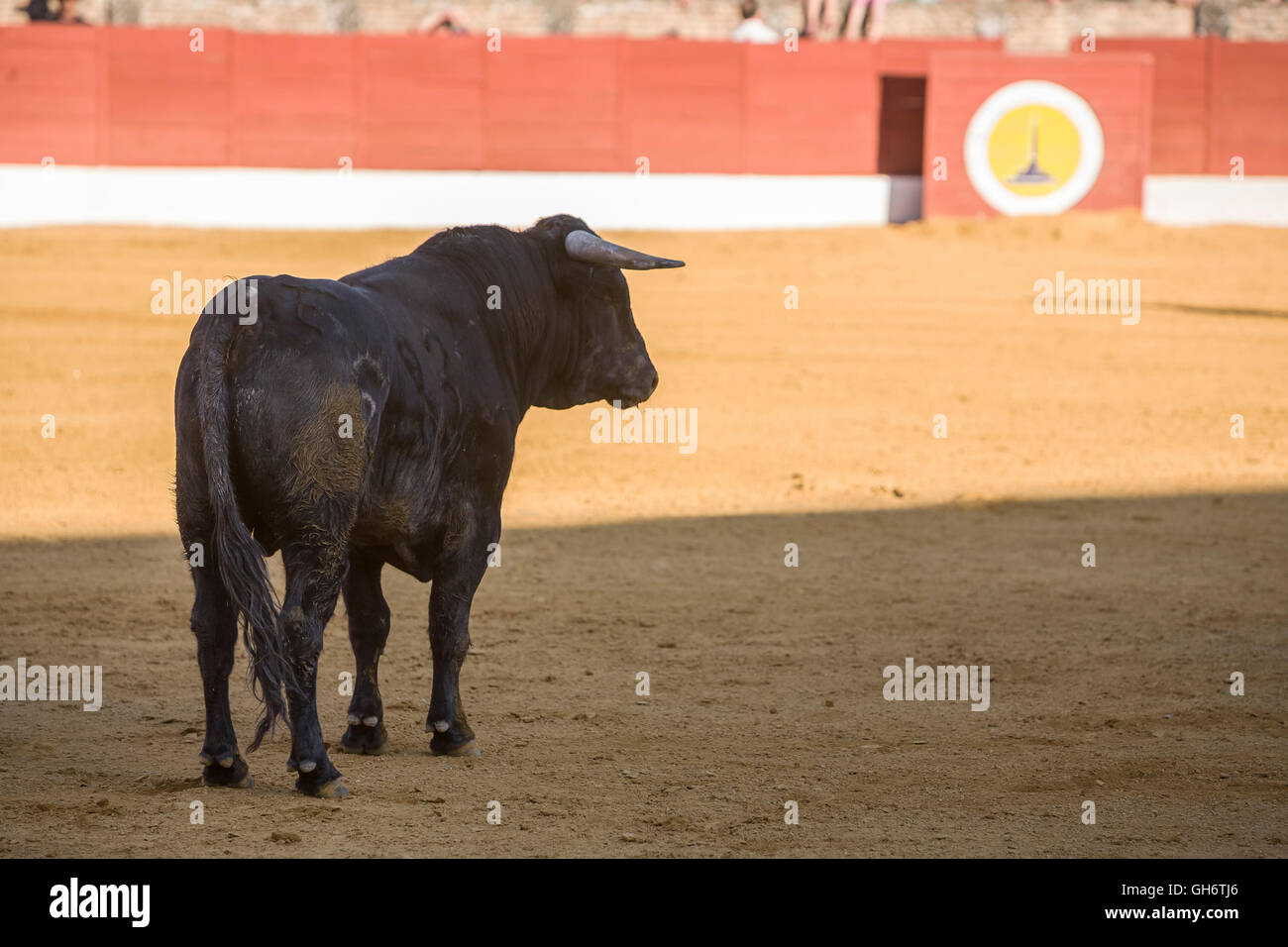 Capture of the figure of a brave bull in a bullfight, Spain Stock Photo ...