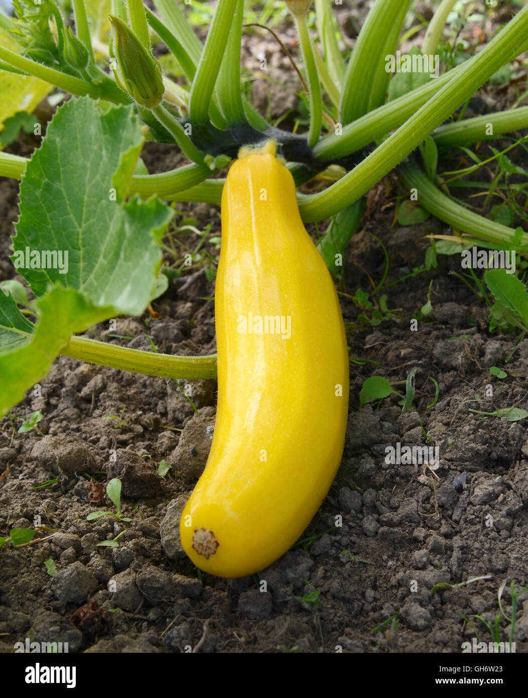 Long yellow summer squash matures on a bush plant in a vegetable garden ...