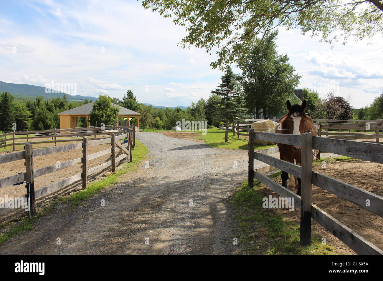 Horse on a farm in Sutton Quebec Stock Photo - Alamy