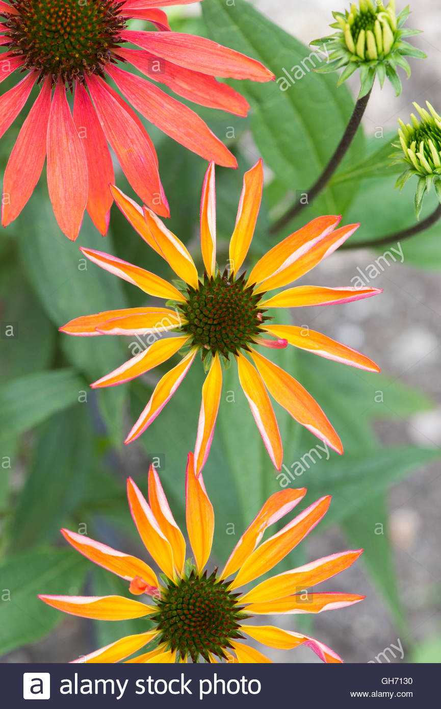 Orange Red Spiky Flowers Stock Photos & Orange Red Spiky Flowers Stock ...