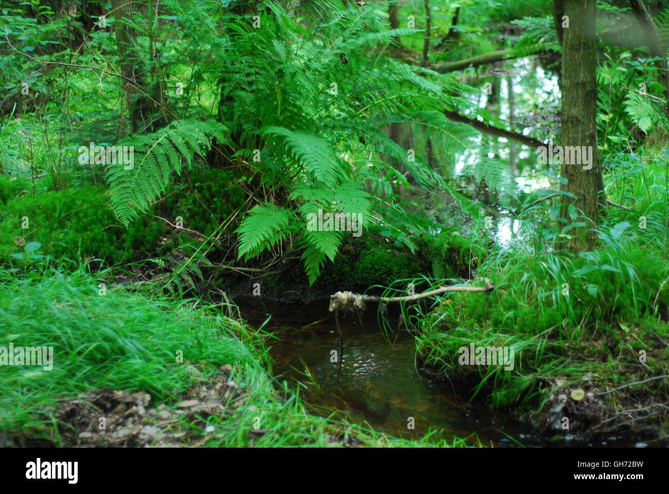 Forest grass, forest river, grass, green grass Stock Photo - Alamy
