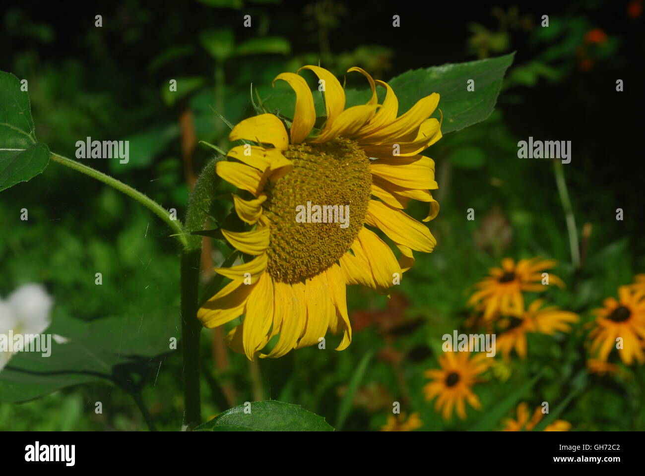 Sunflower, helianthus annuus Stock Photo - Alamy
