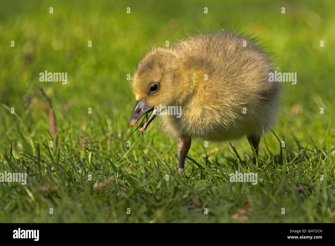 Young gray goose (Anser anser), chick, Schleswig-Holstein, Germany ...