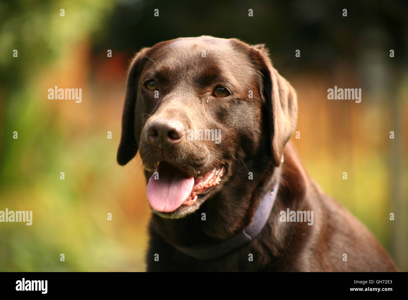 Labrador chocolate black white hi-res stock photography and images - Alamy