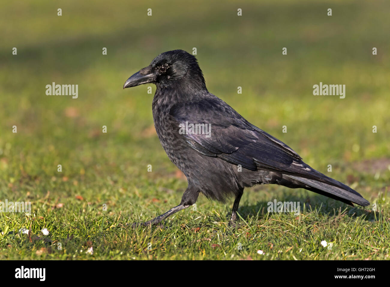 Black crows hi-res stock photography and images - Alamy