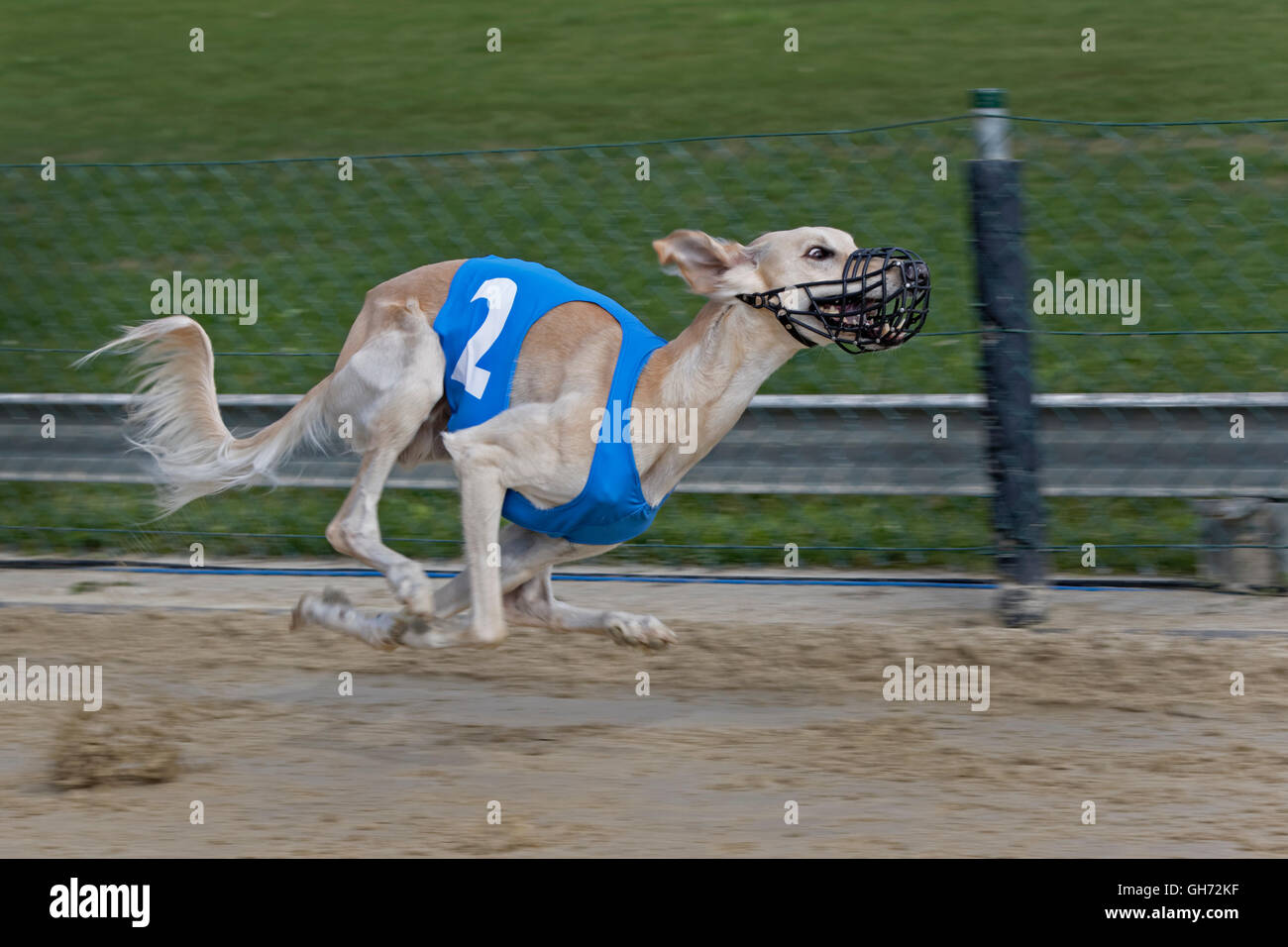 Greyhound racing hi-res stock photography and images - Alamy