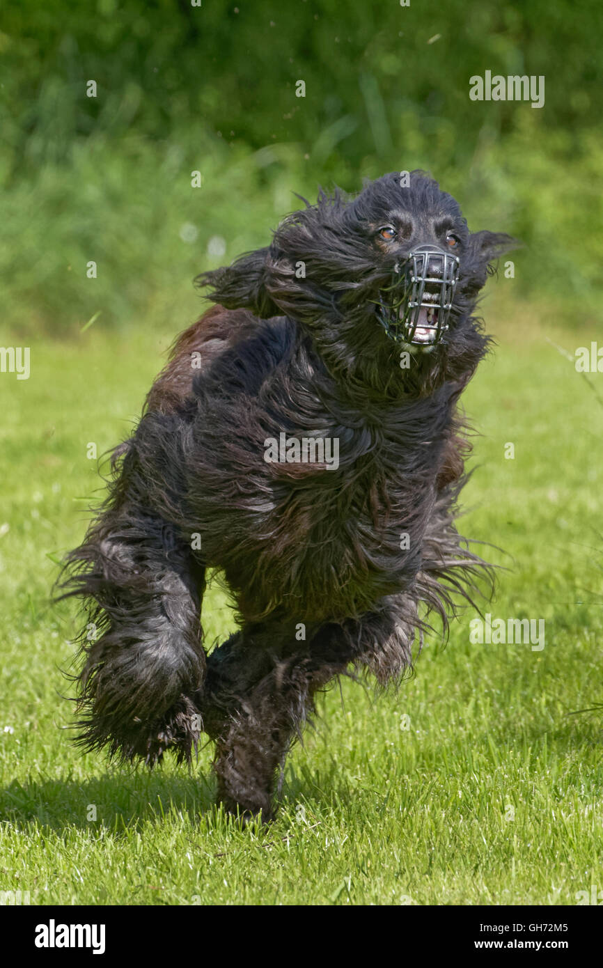 Greyhound racing races dog dogs hi-res stock photography and images - Alamy