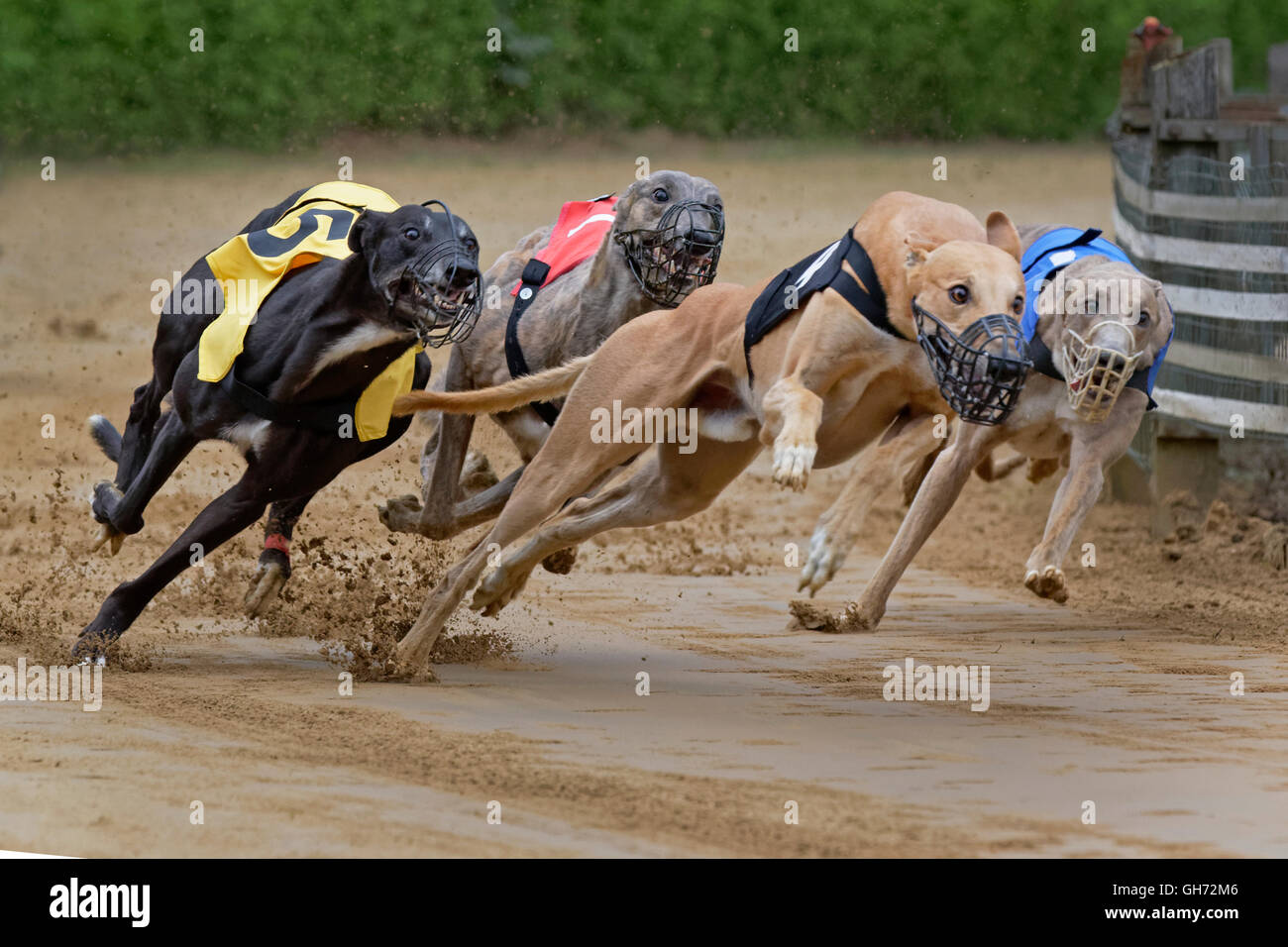 Greyhound racing races dog dogs hi-res stock photography and images - Alamy