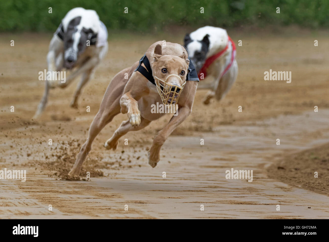 Greyhound racing hi-res stock photography and images - Alamy