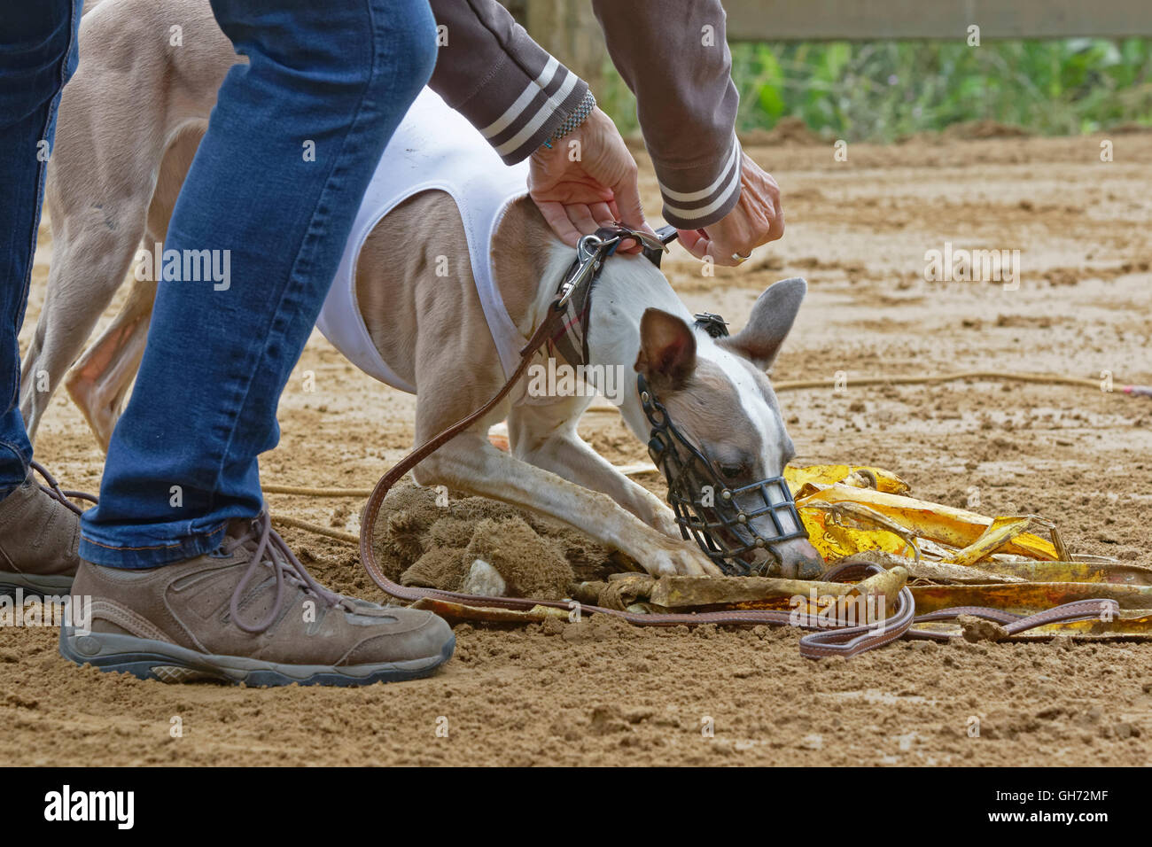 Greyhound racing, Hamburg, Germany, Europe Stock Photo - Alamy