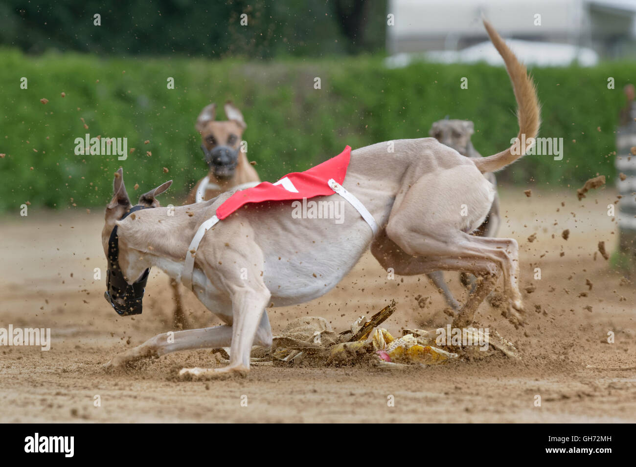 Greyhound racing, Hamburg, Germany, Europe Stock Photo - Alamy
