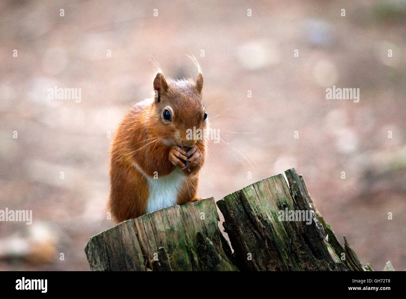 Young Red Squirrel sitting eating nuts with his bushy tail catching the ...
