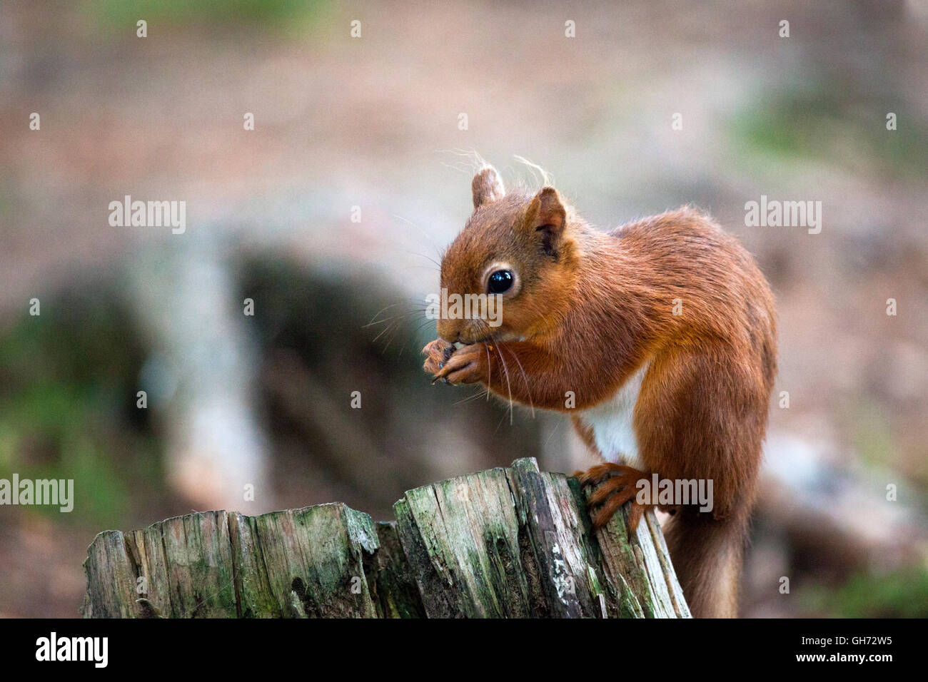 Young Red Squirrel sitting eating nuts with his bushy tail catching the ...
