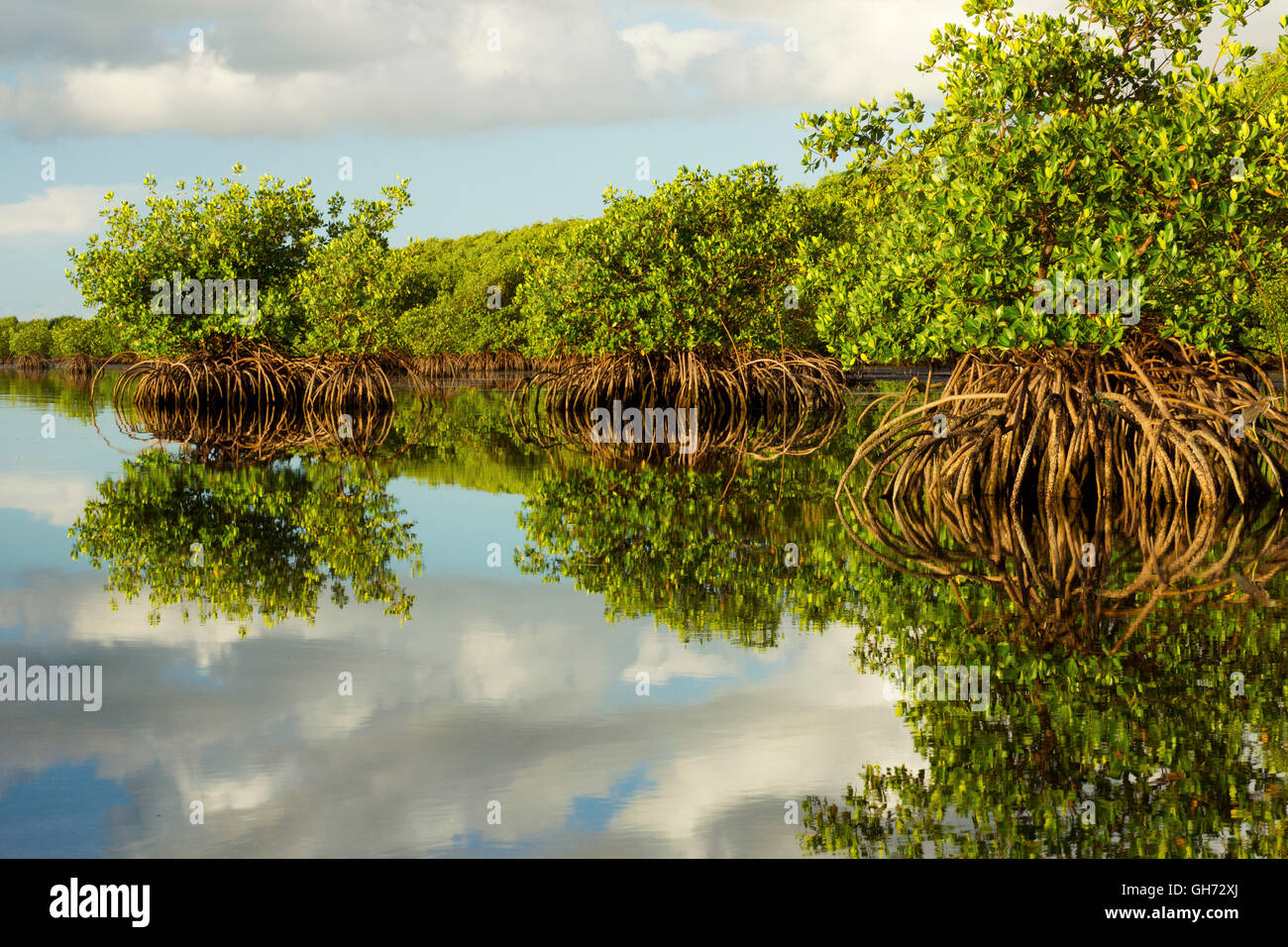 Mangroves coast hi-res stock photography and images - Alamy