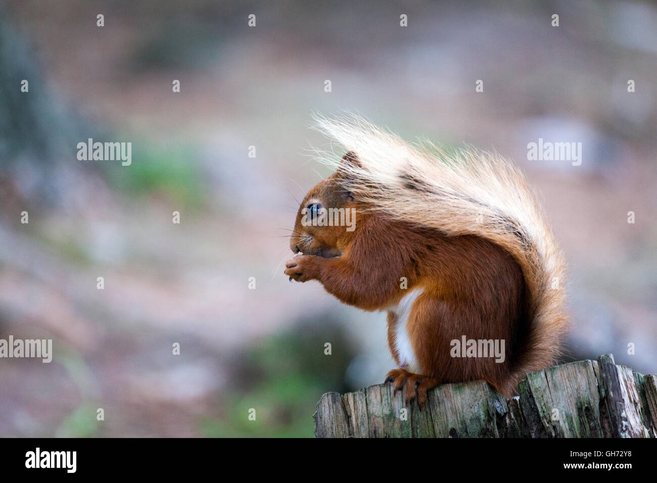 Young Red Squirrel sitting eating nuts with his bushy tail catching the ...