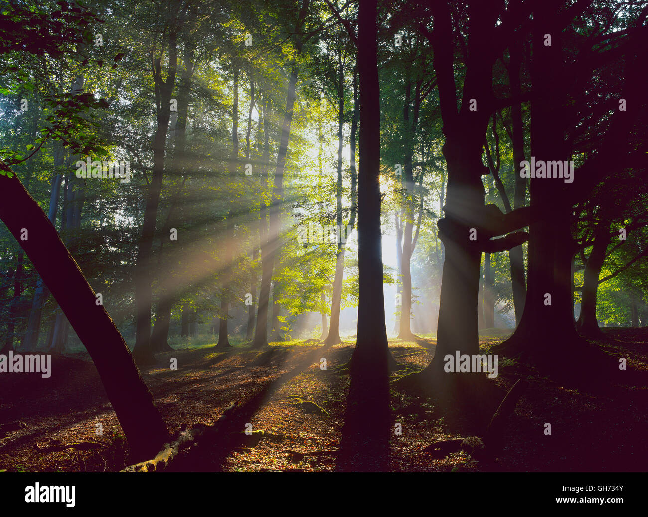 Dark mist hi-res stock photography and images - Alamy