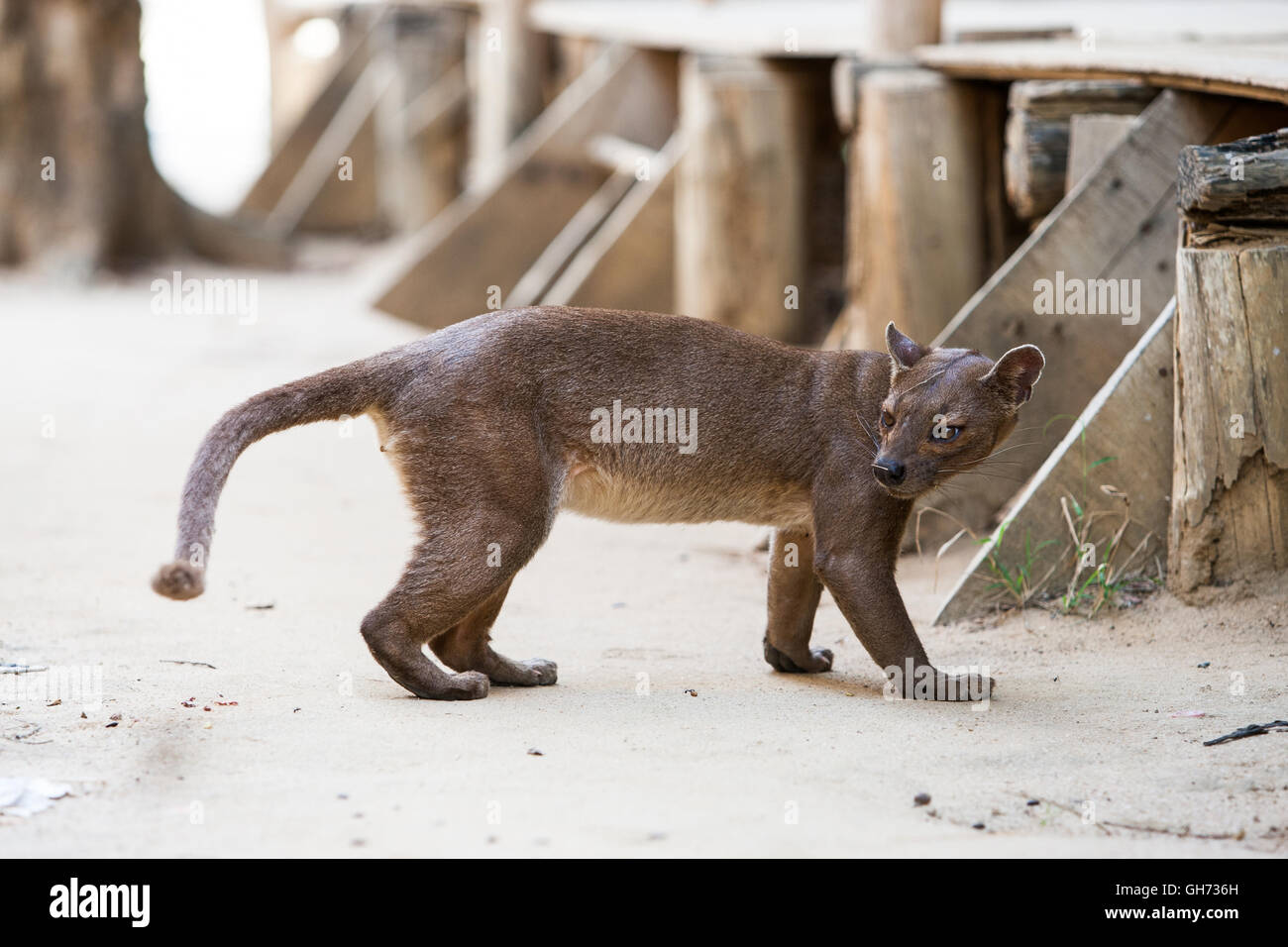Fossa Tail