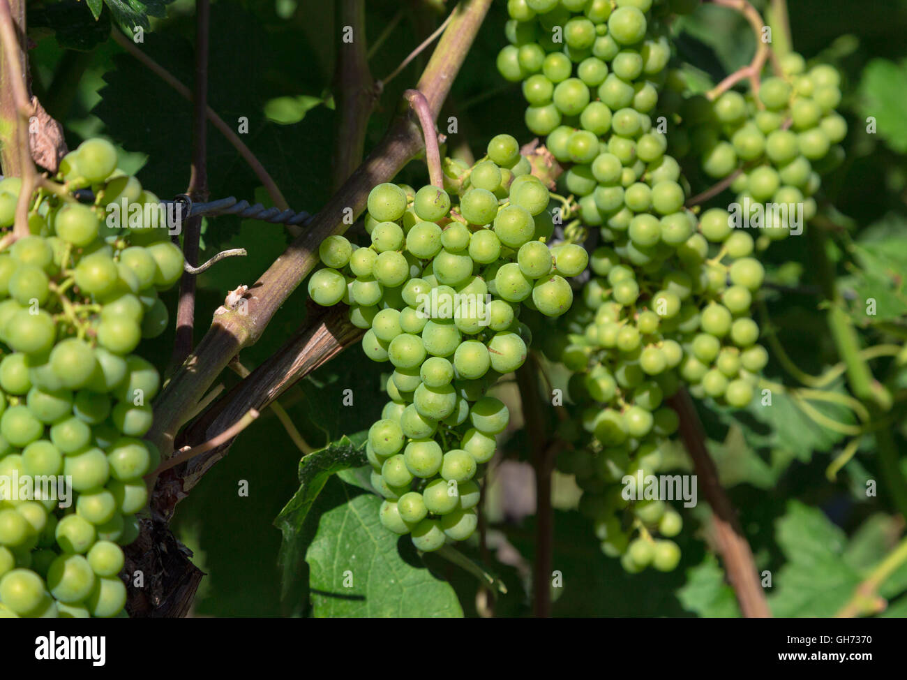 Grape on a vine at the Mosel Stock Photo - Alamy