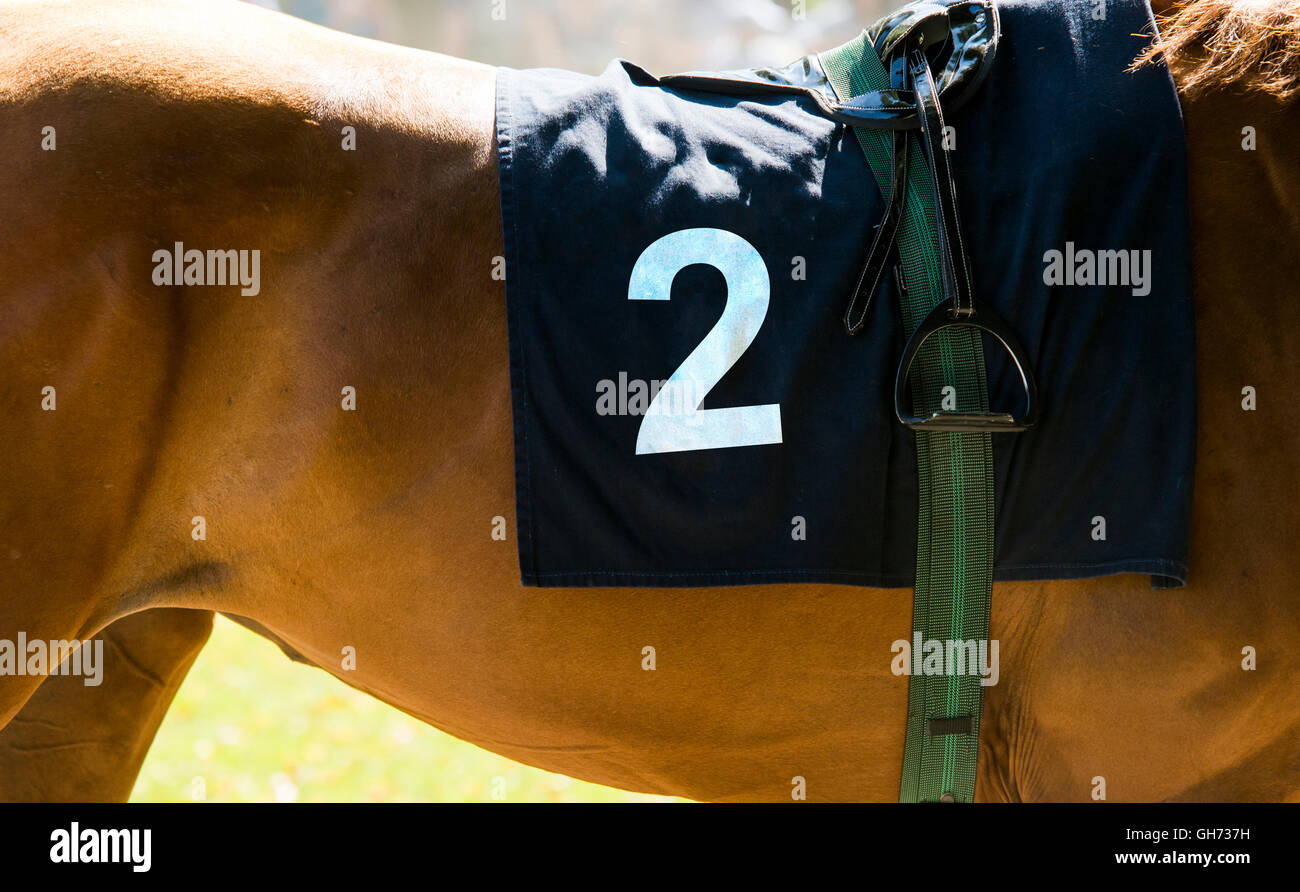 Horse racing, close up on brown horse with number 2 Stock Photo - Alamy