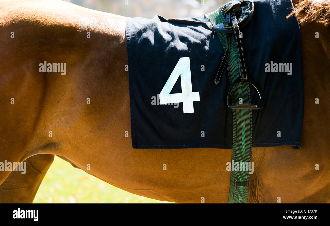 Horse racing, close up on brown horse with number 4 Stock Photo - Alamy