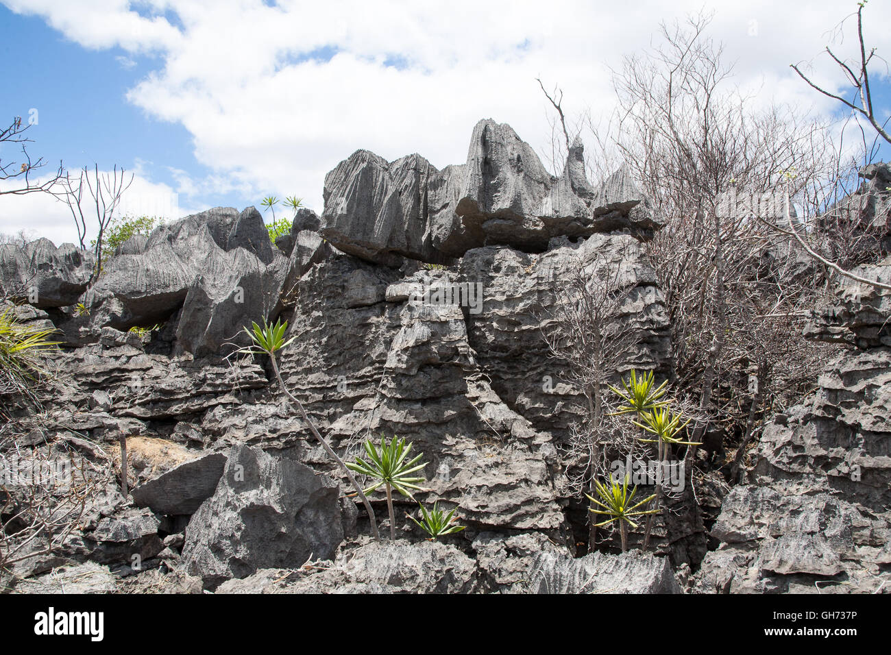 Tsingy Rock in Ankarana National Park, Madagaacsar Stock Photo - Alamy