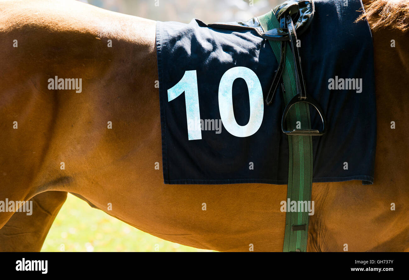 Horse racing, close up on brown horse with number 10 Stock Photo - Alamy