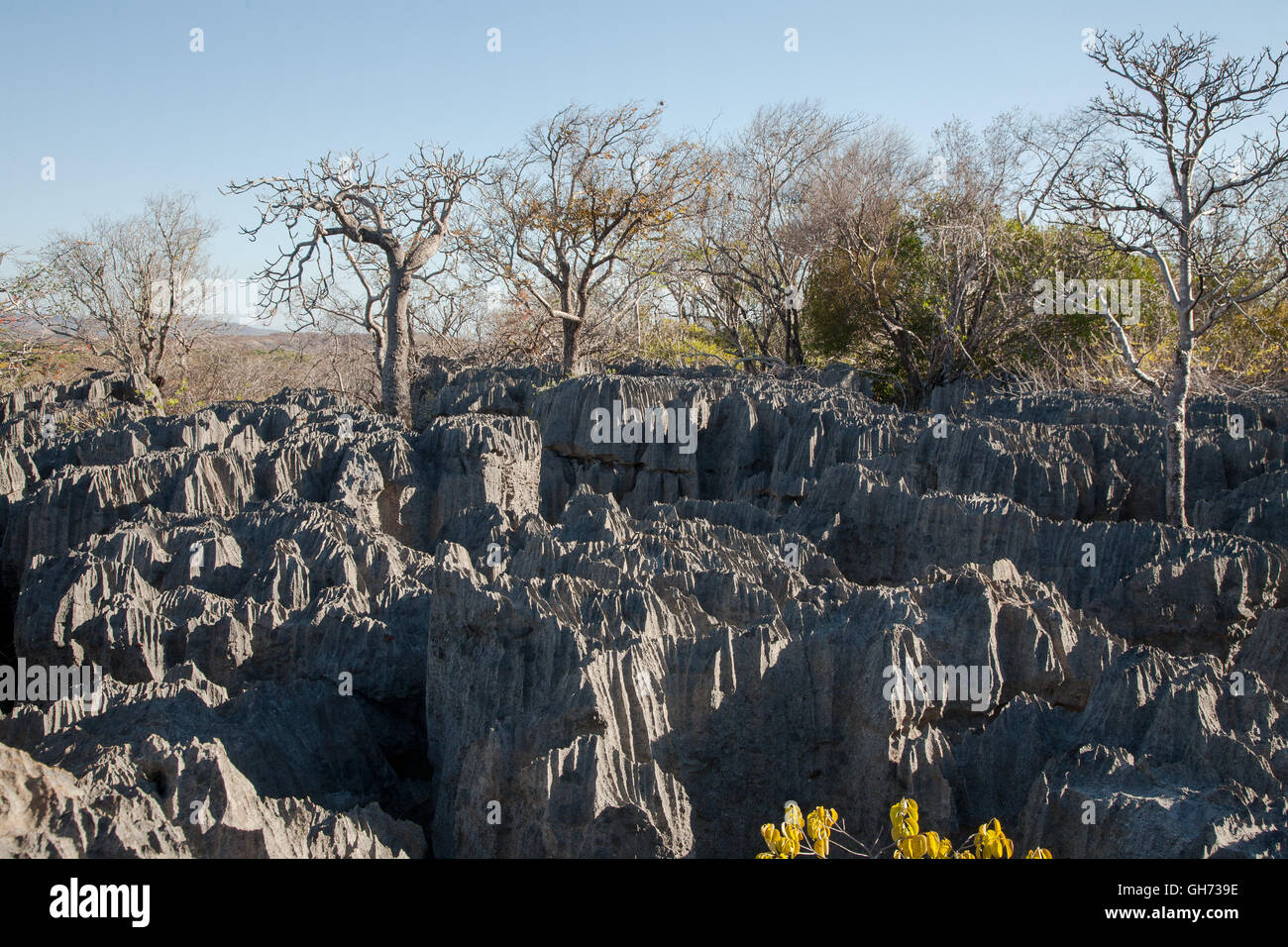 Tsingy Rock in Ankarana National Park, Madagaacsar Stock Photo - Alamy